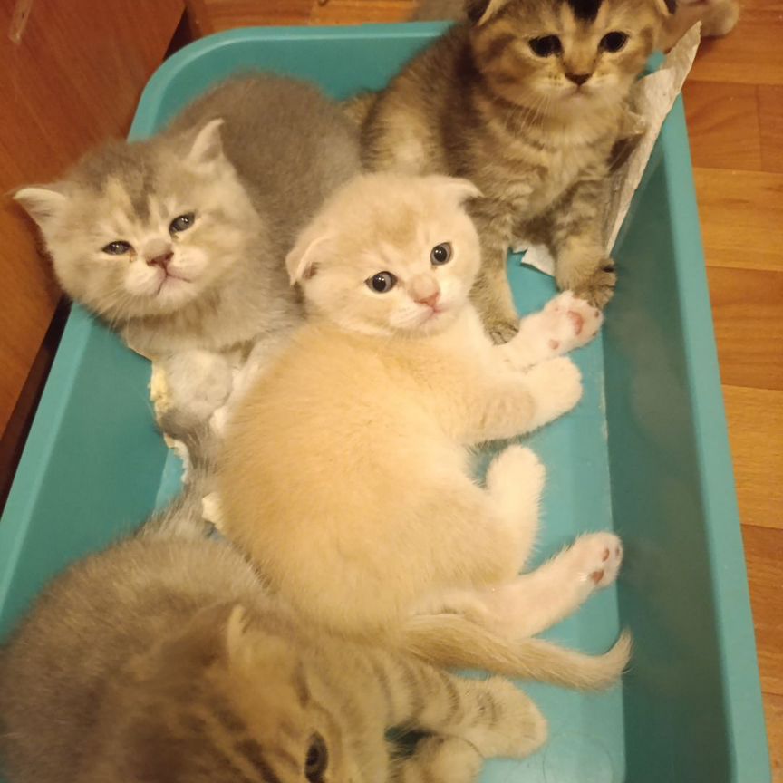 Шотландские вислоухие котики