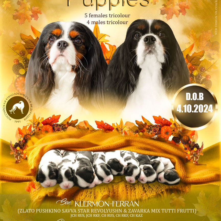 Кавалер кинг чарльз спаниель щенки