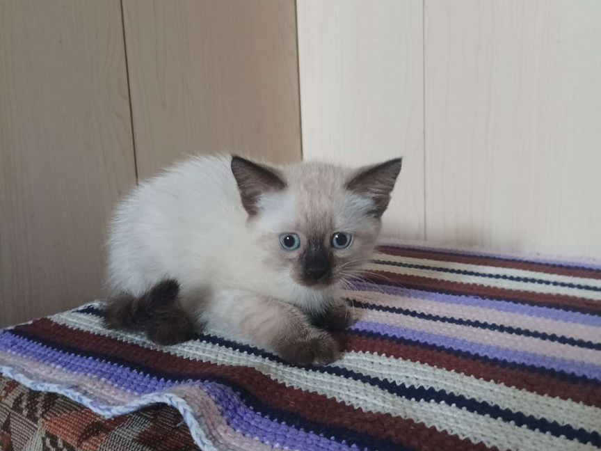 Котята сноу шу