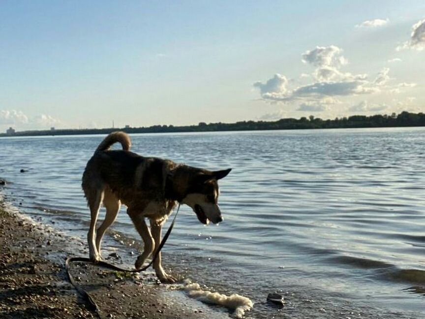 Отдам собаку