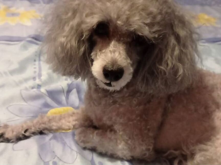 Карликовый пудель вязка