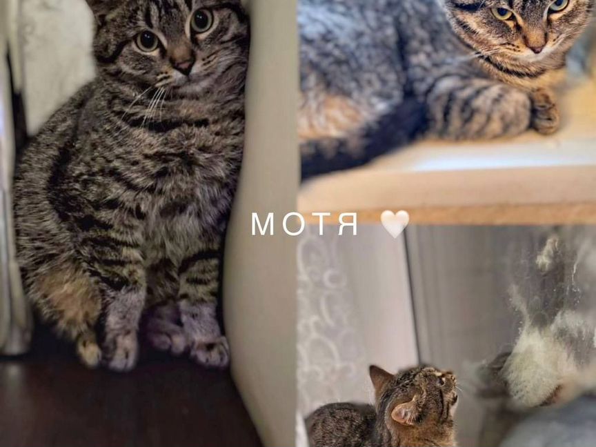 Коты ищут дом и добрые руки