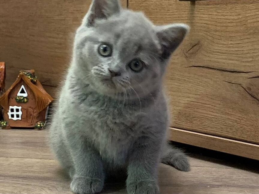 Британские котята