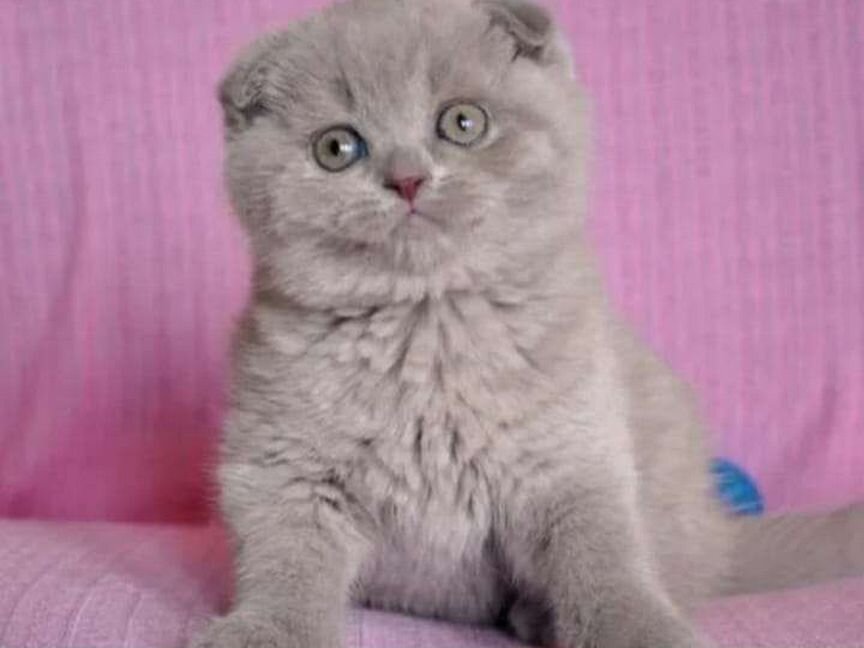 Шотландская лидовая девочка плюшечка