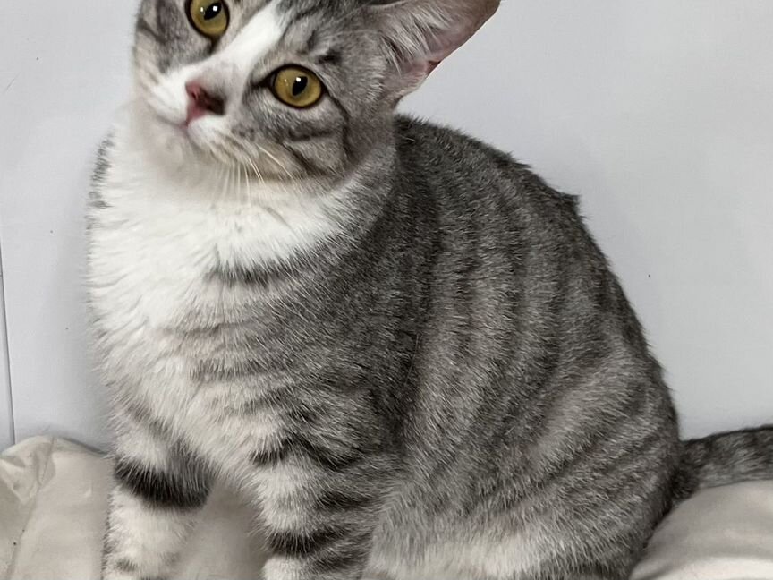 Отдам кошечку, возраст 1-1,5 года