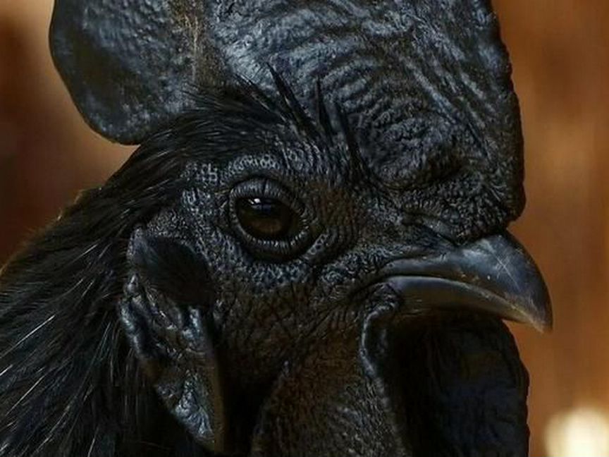 Цыплята Ухейилюй