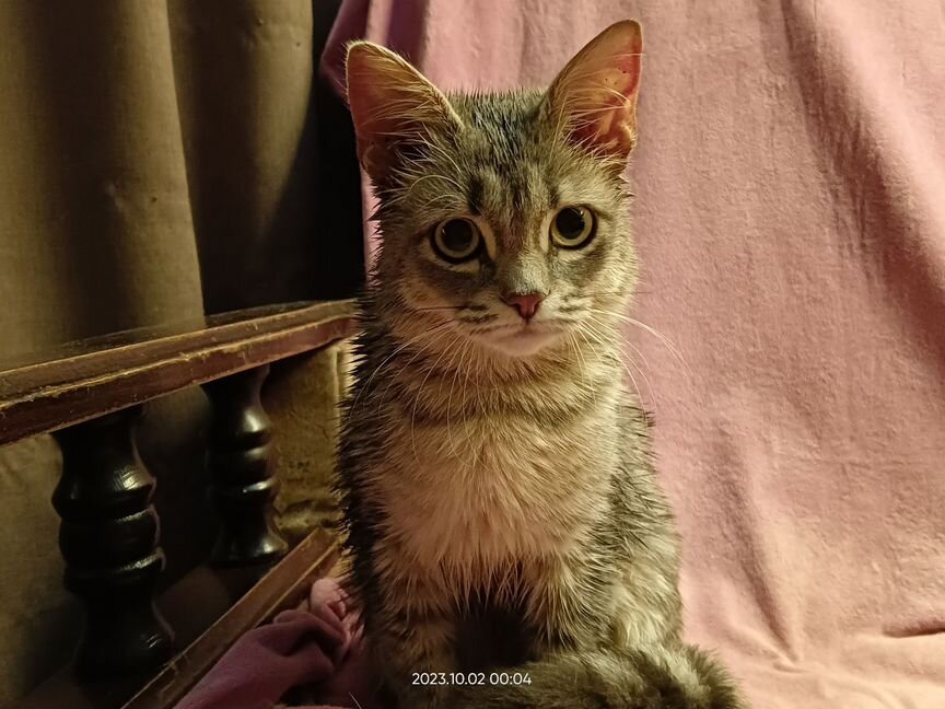 Нашлась молодая кошка ищу добрые руки