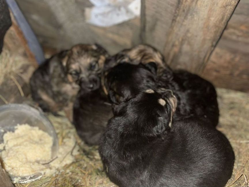 Собака дворняжка щенок