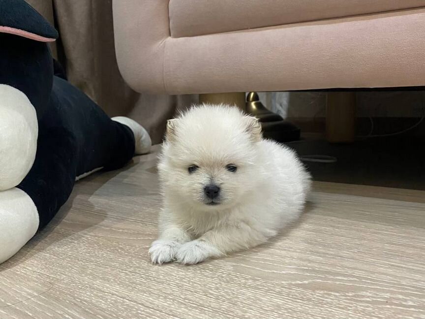 Щенки немецкого шпица