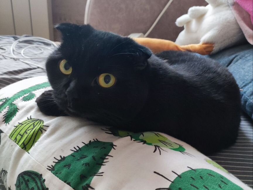 Шотландский кот в добрые руки