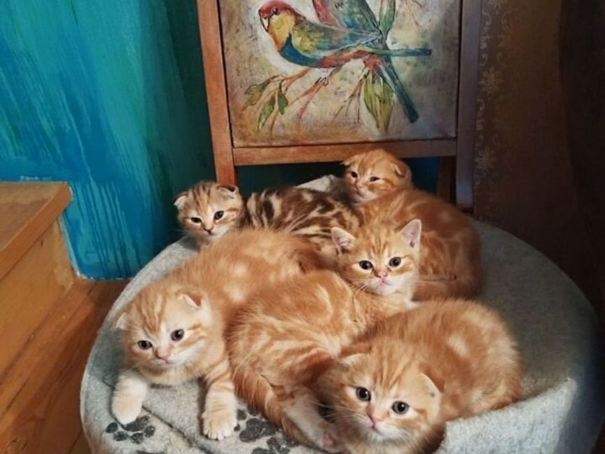 Шотландские котята бейби фейс