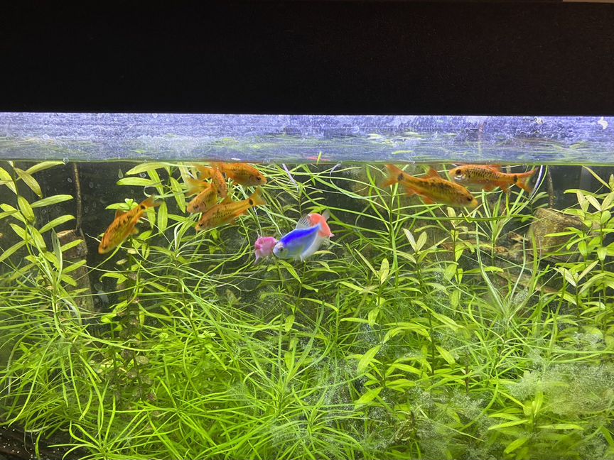 Барбусы шуберта