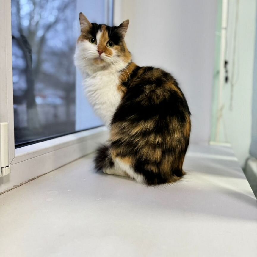 Отдам в добрые руки кисоньку