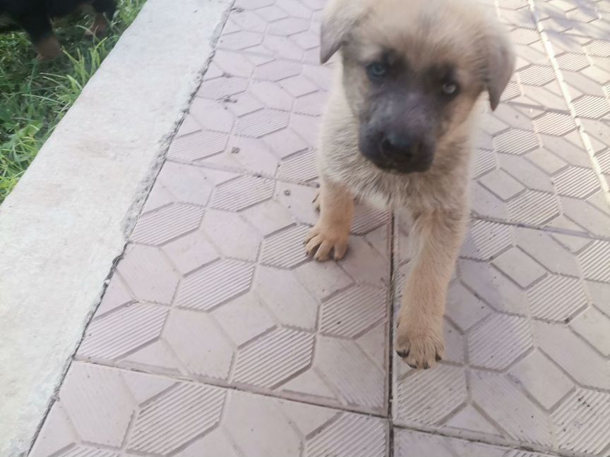 Щенки немецкой овчарки