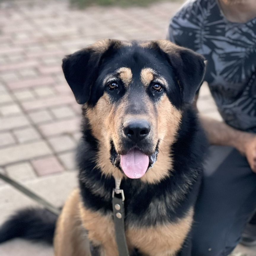 Щенки метисы в добрые руки