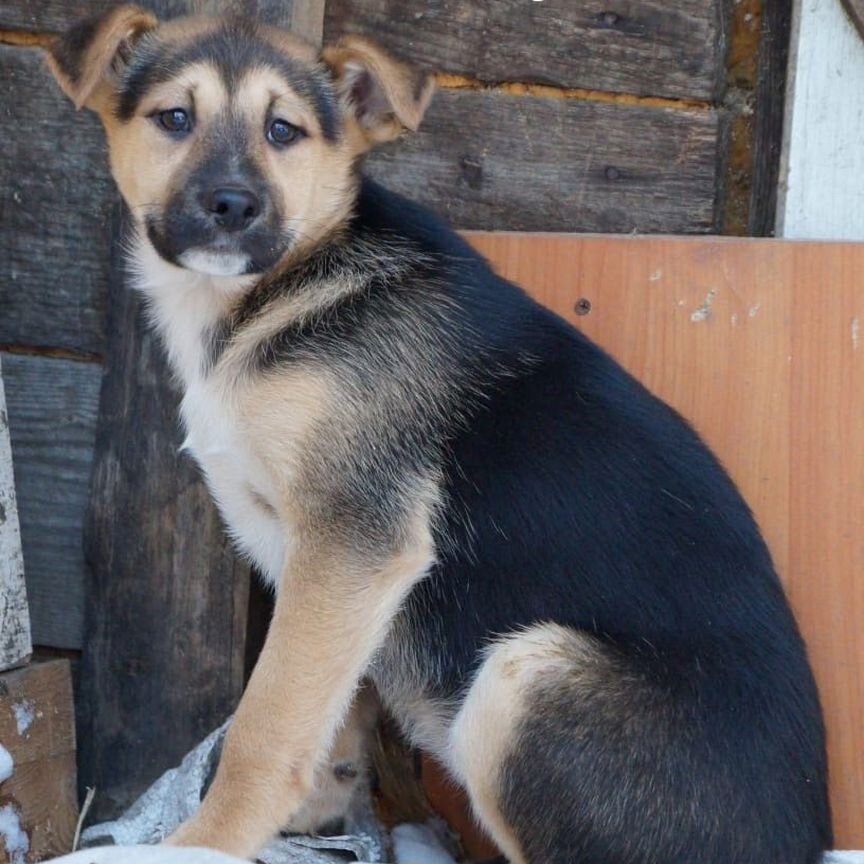 Славные щенки в поисках дома и семьи