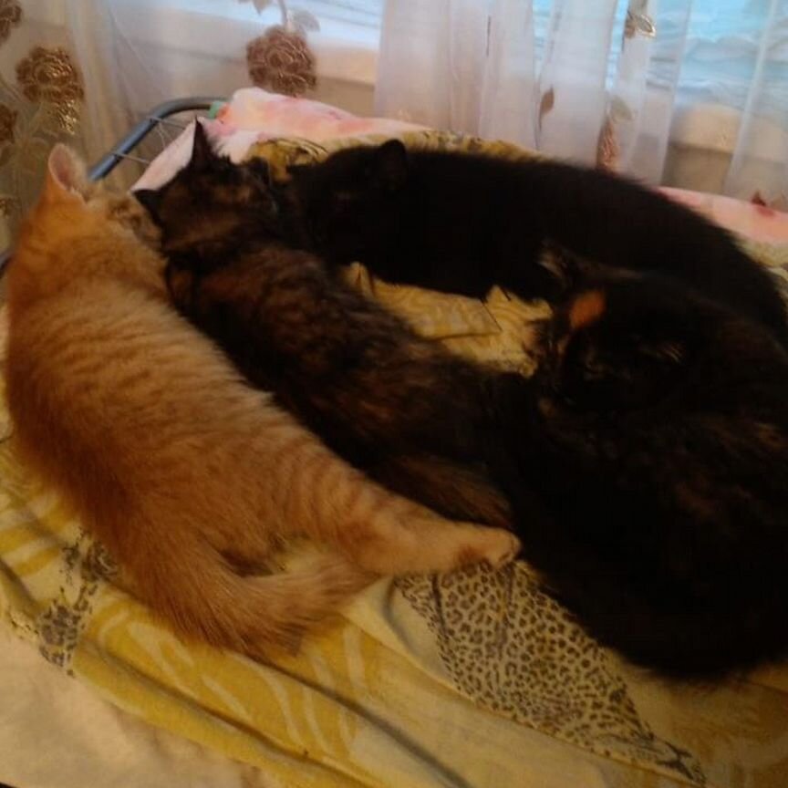 Котята в добрые руки бесплатно