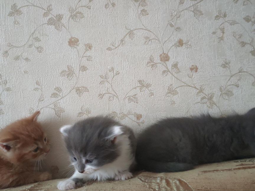 Котята в добрые руки даром