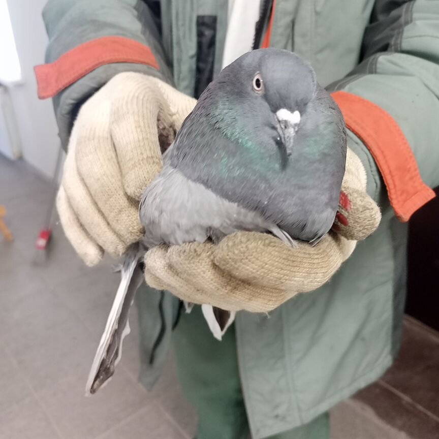 Потерялся голубь