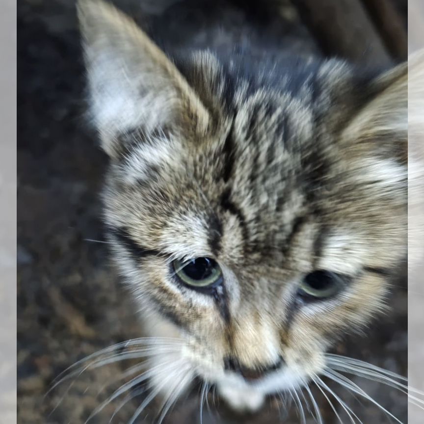 Ориентальный котёнок