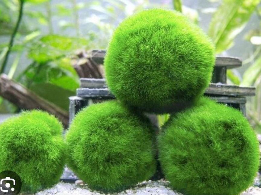 Кладофора шаровидная