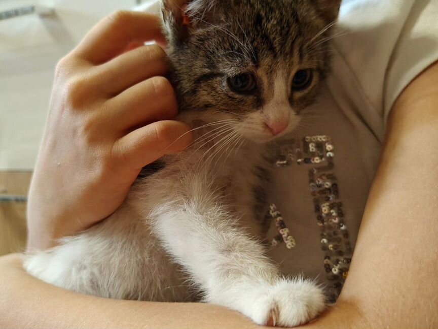 Жозефина. Котенок 2,5 месяцев