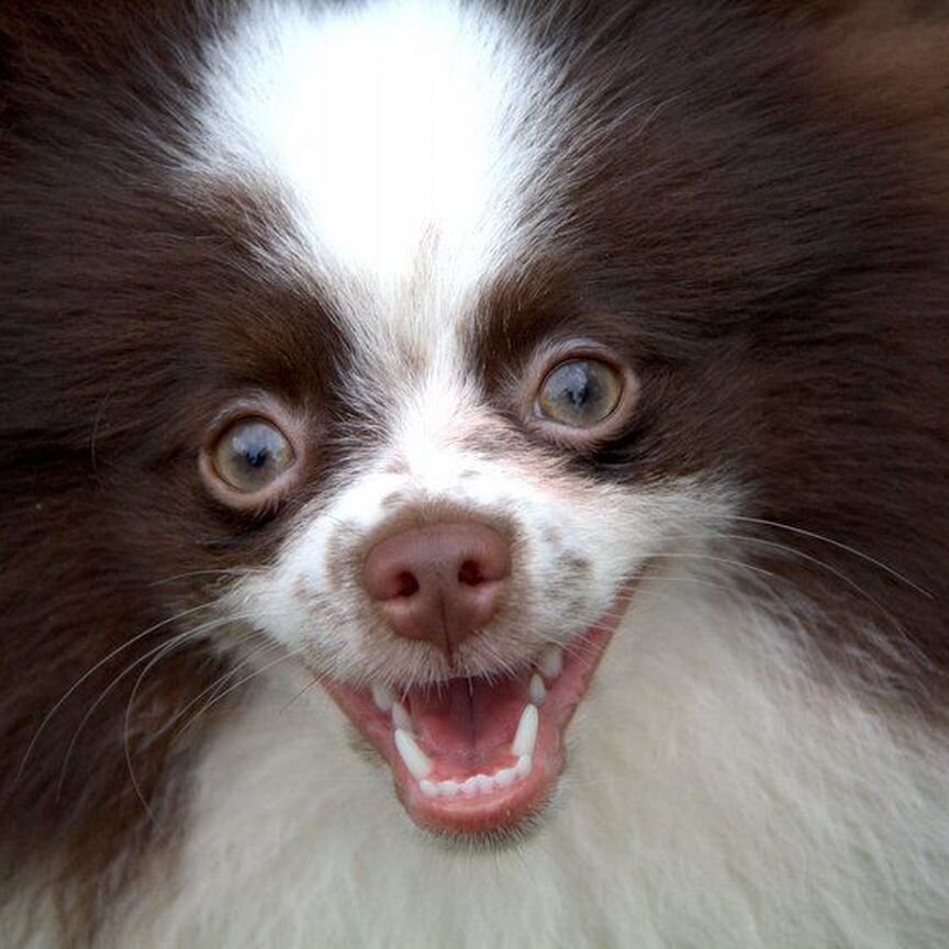 Редкая пушистая красавица