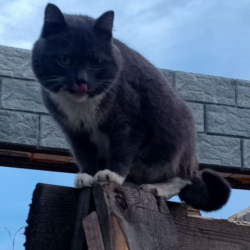 Кошка метис русской голубой