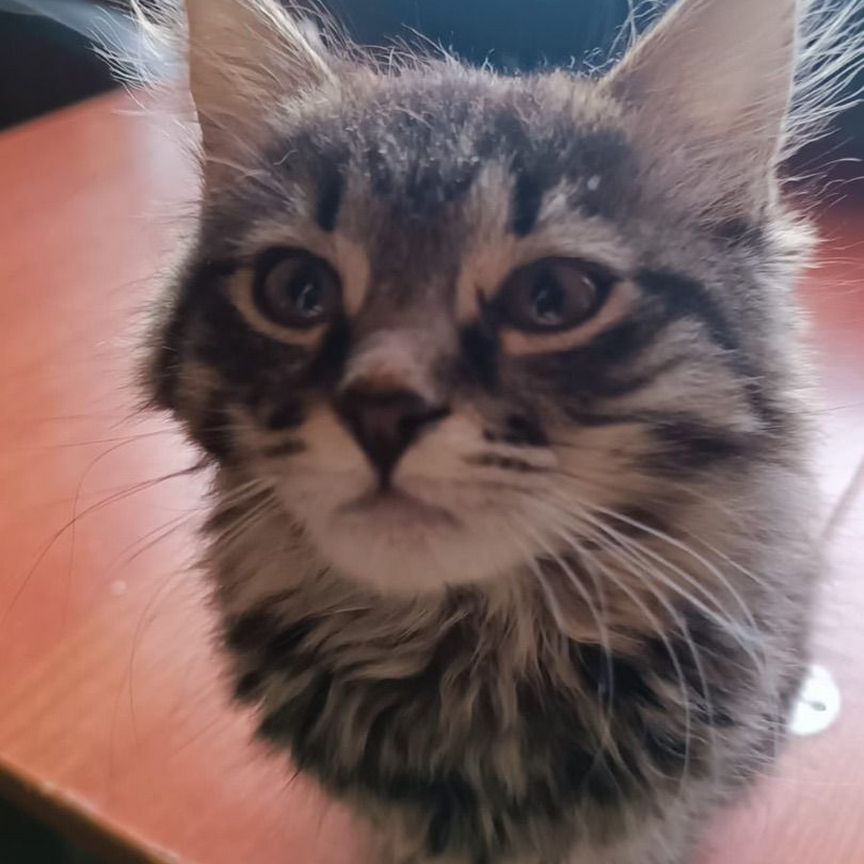 Котята в добрые руки, мальчики