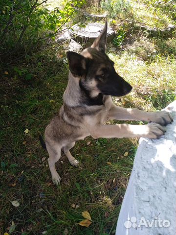 Восточноевропейская овчарка в добрые руки