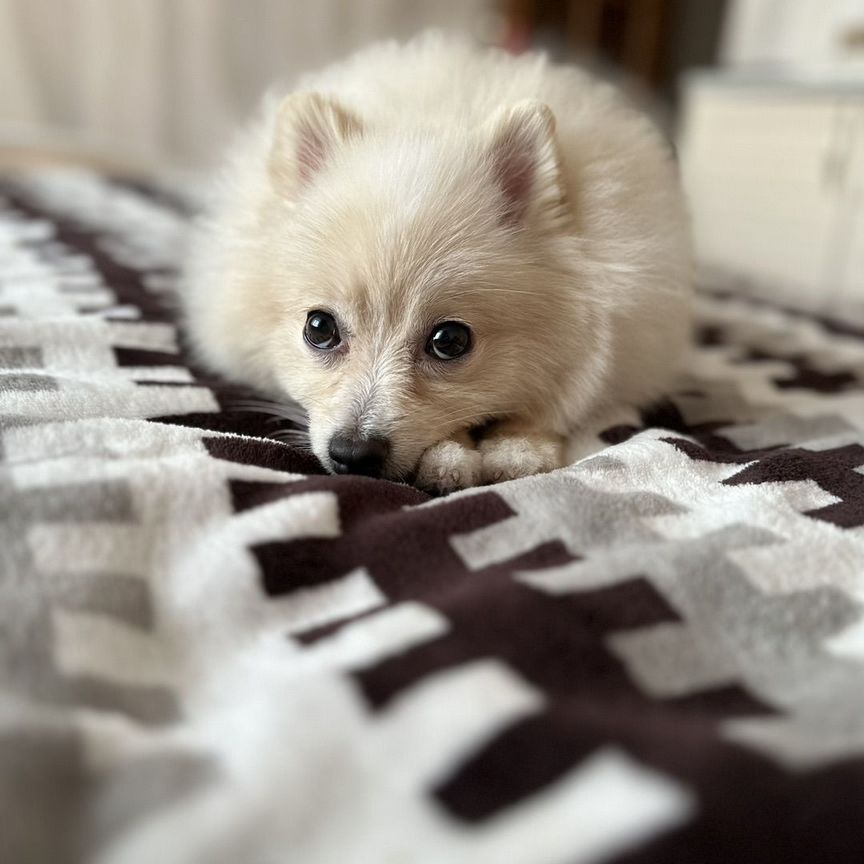 Померанский шпиц