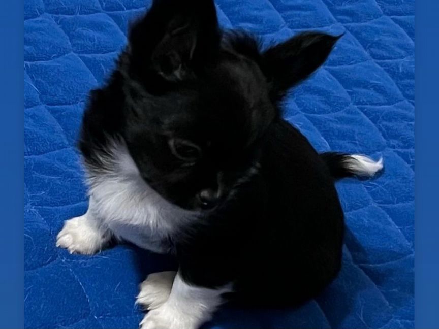 Чихуахуа девочка