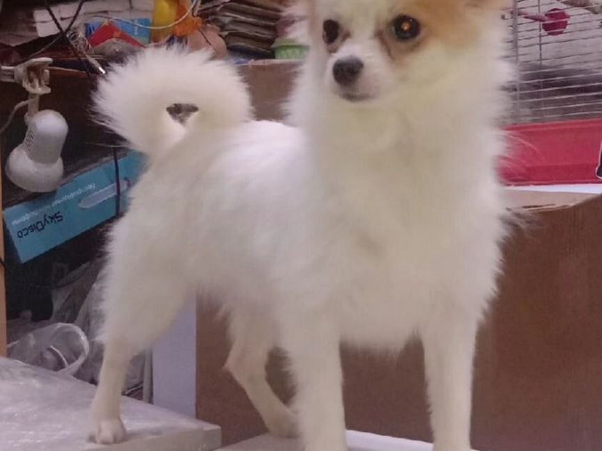 Собака