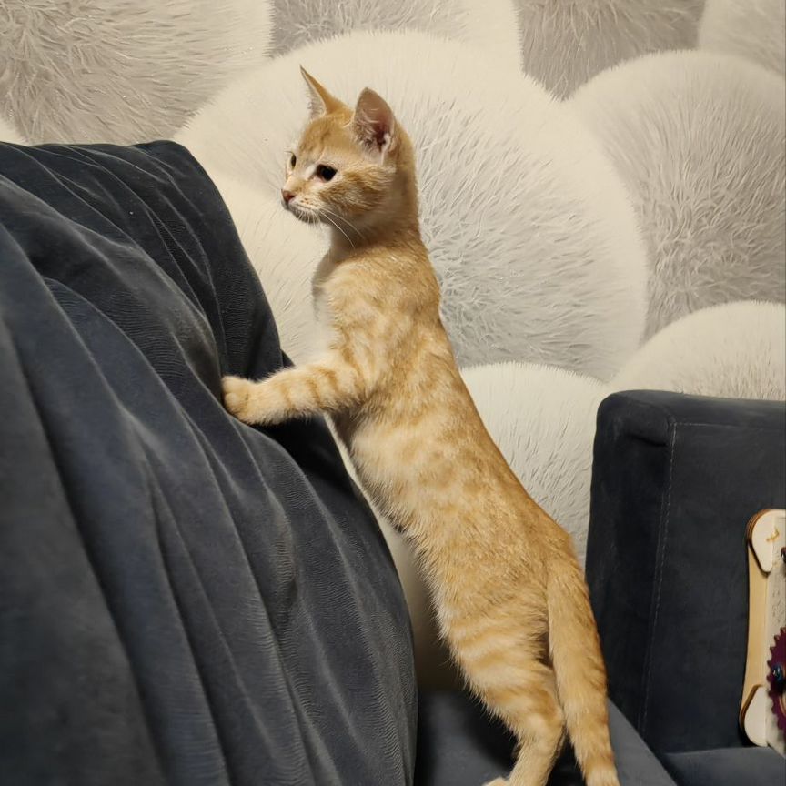 Котенок мальчик 3,5 мес