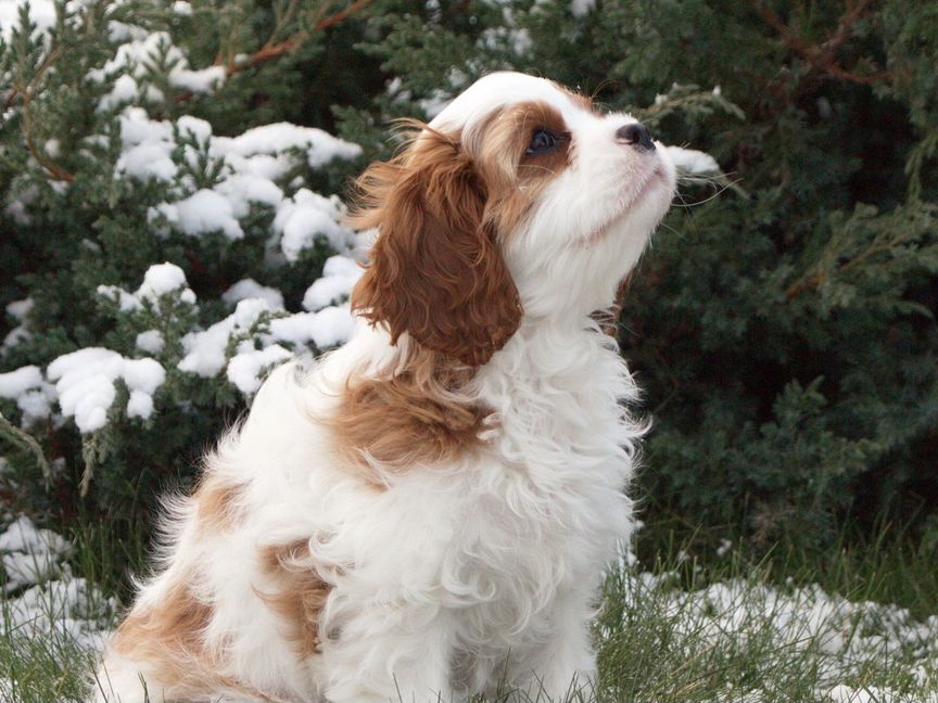 Продаются девочки Кавалер Кинг Чарльз Спаниель