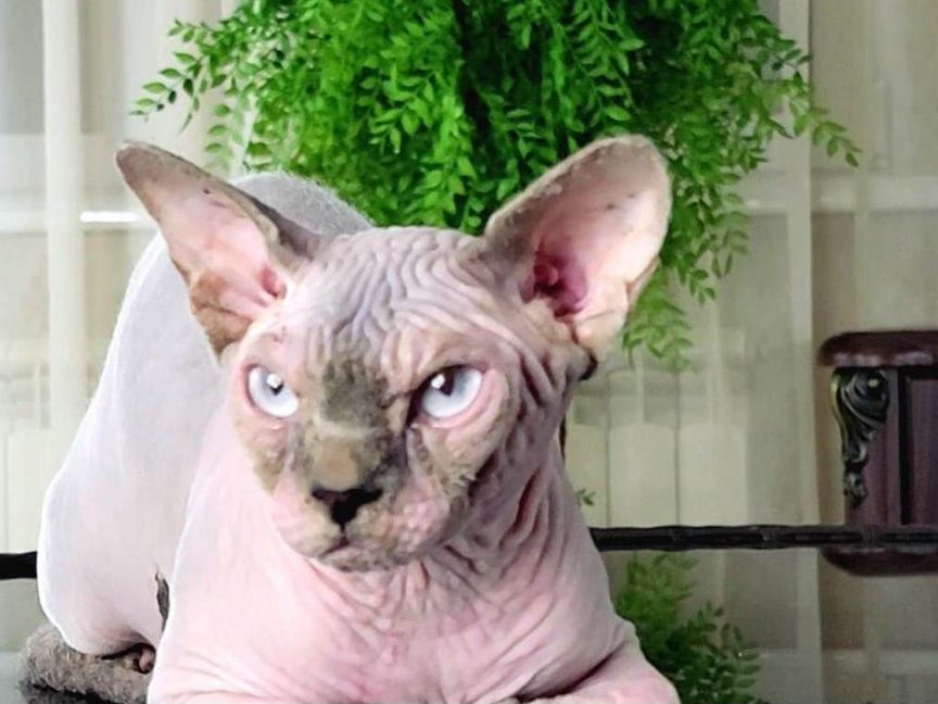 Морщинистая девочка-сфинкс