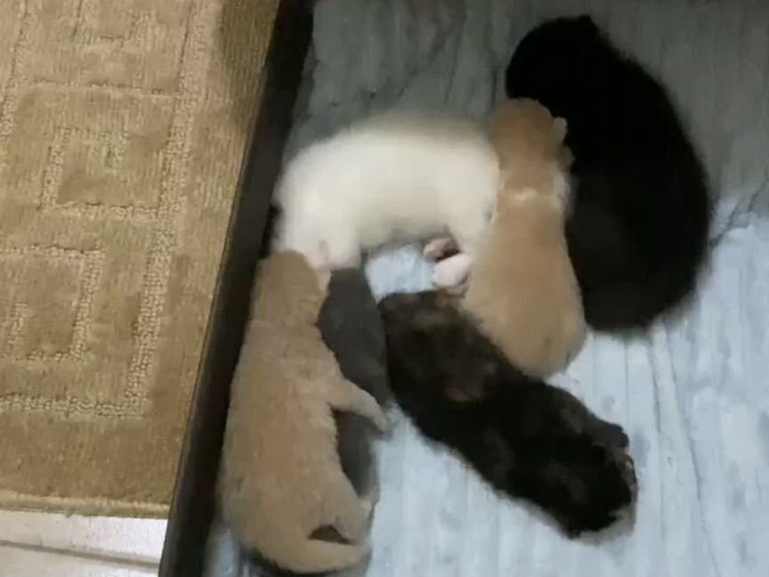 Котята в добрые руки бесплатно