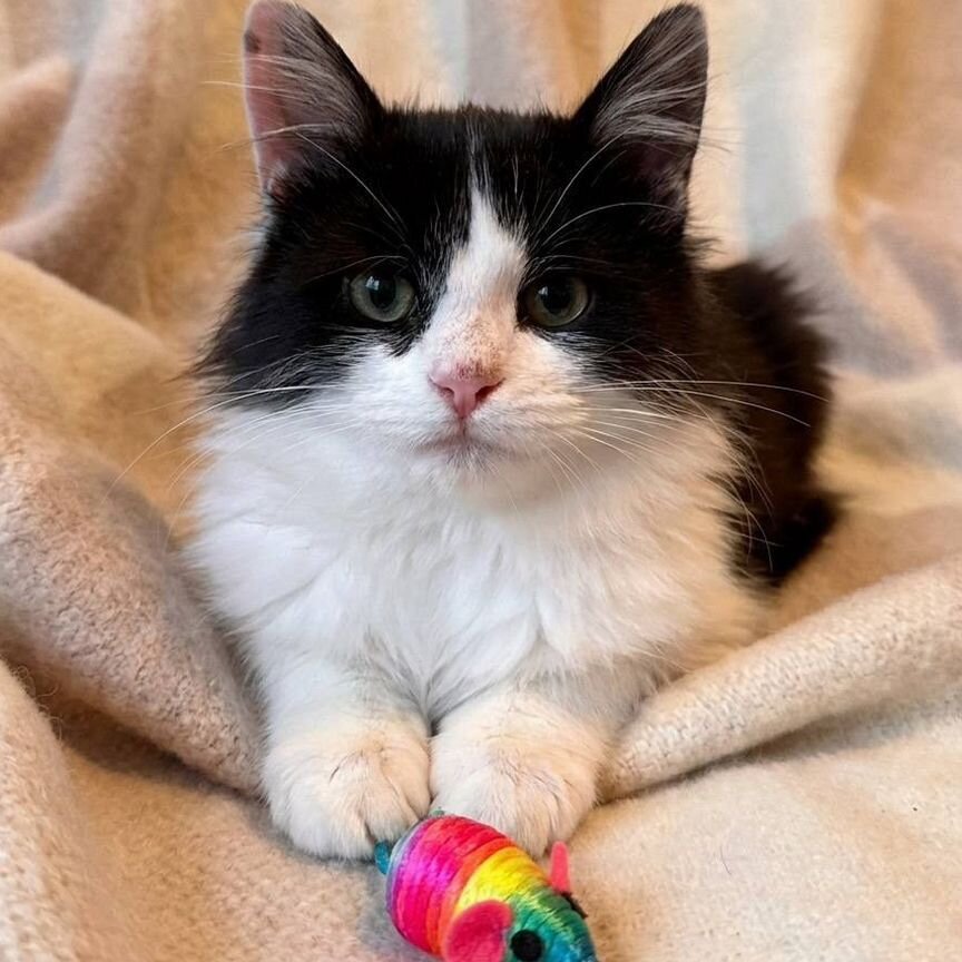 Котёнок в добрые руки