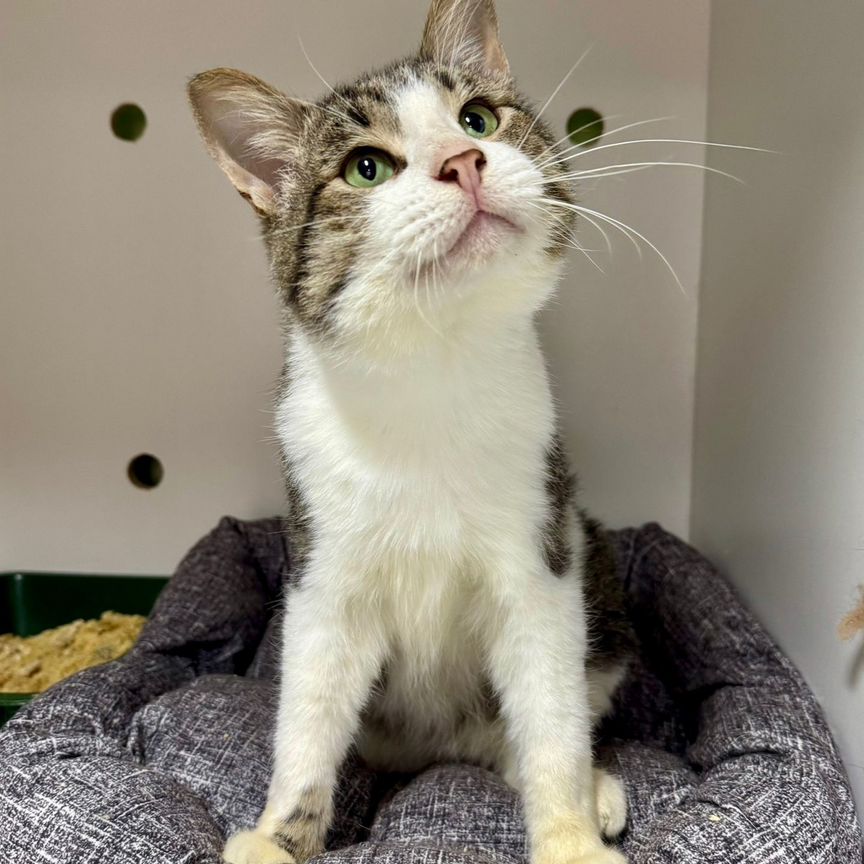 Общительный котик Бенжамин