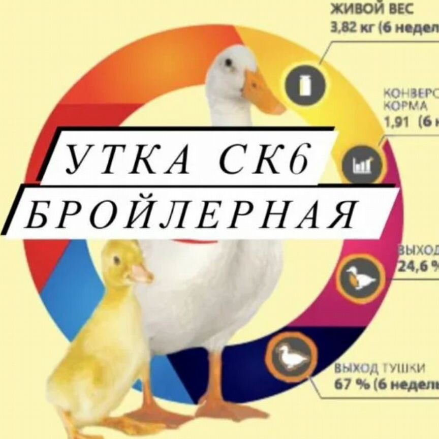 Бройлерная утка ск 6