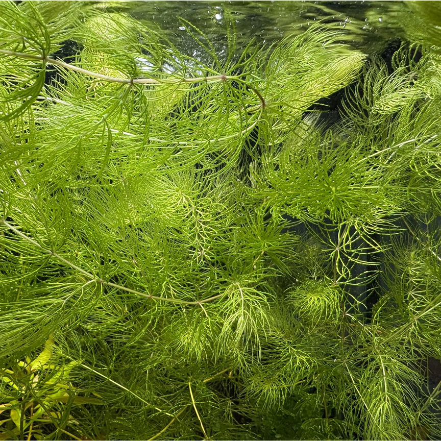 Роголистник в аквариум