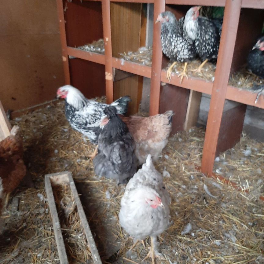 Куры несушки домашние