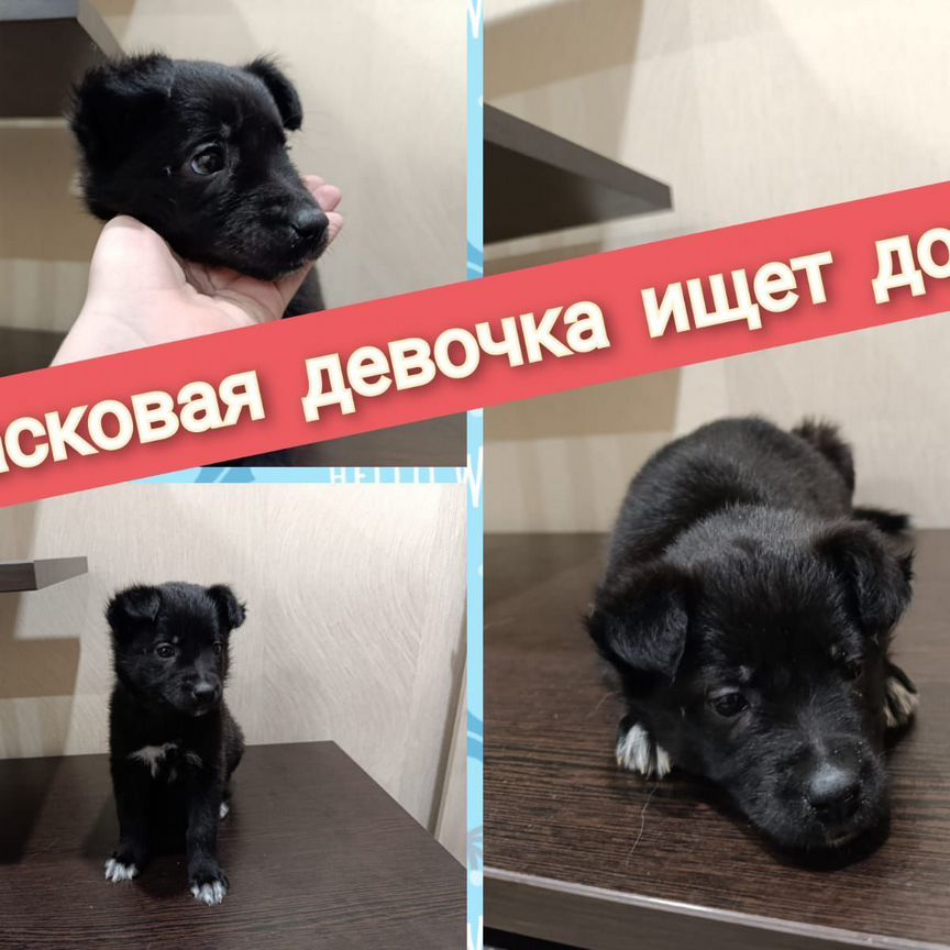 Щенок в добрые руки бесплатно