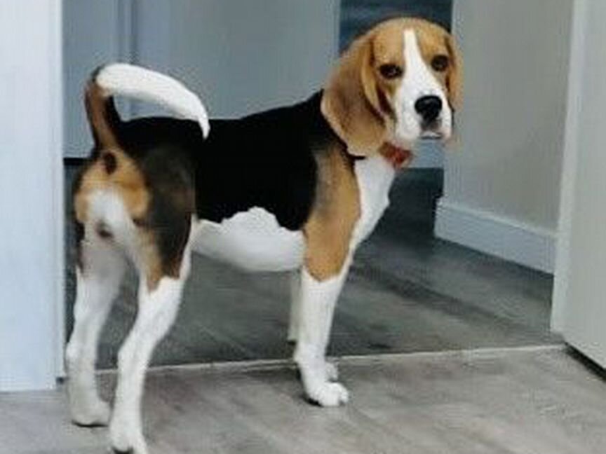 Собака бигль