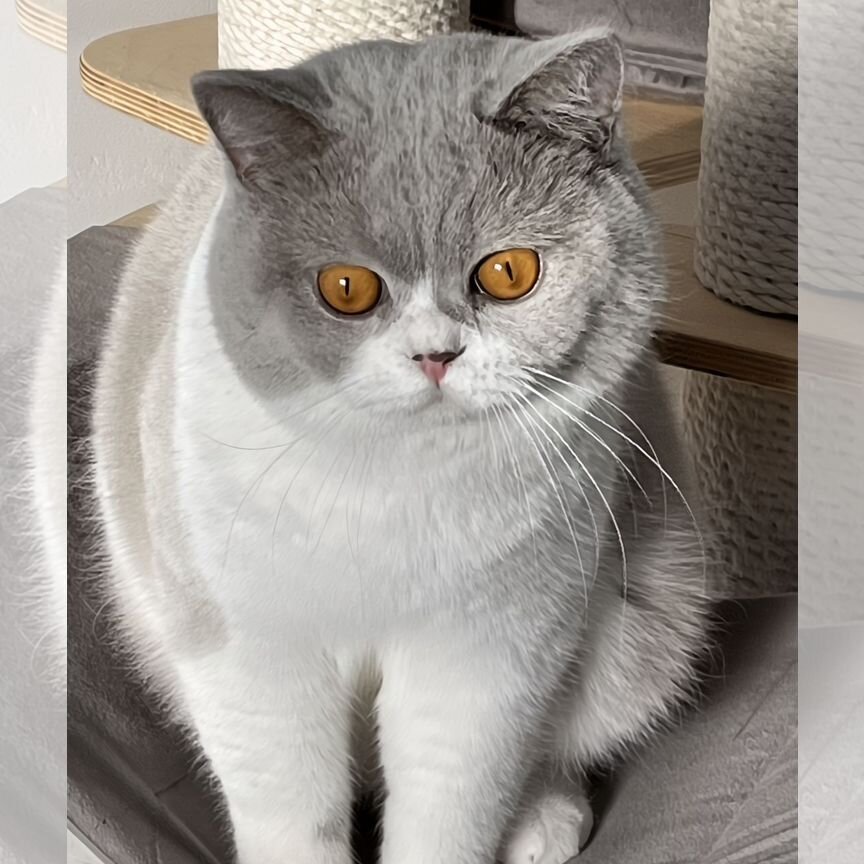 Британский короткошёрстный, взрослый кот