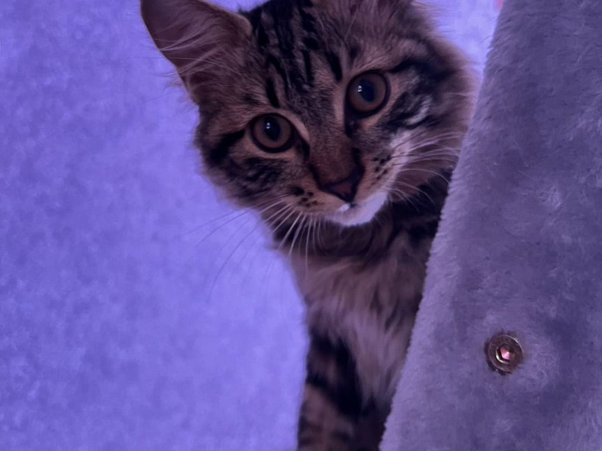 Котик Курильский бобтейл
