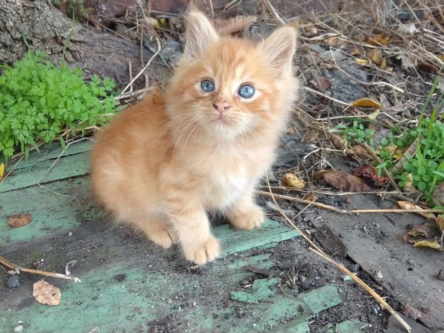 Котята в добрые руки бесплатно