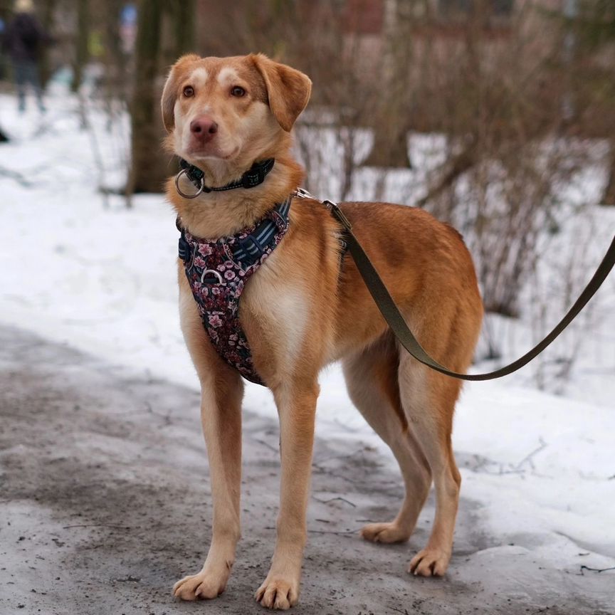 Собака в добрые руки