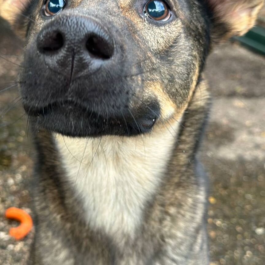 Нежная собака Лили из приюта