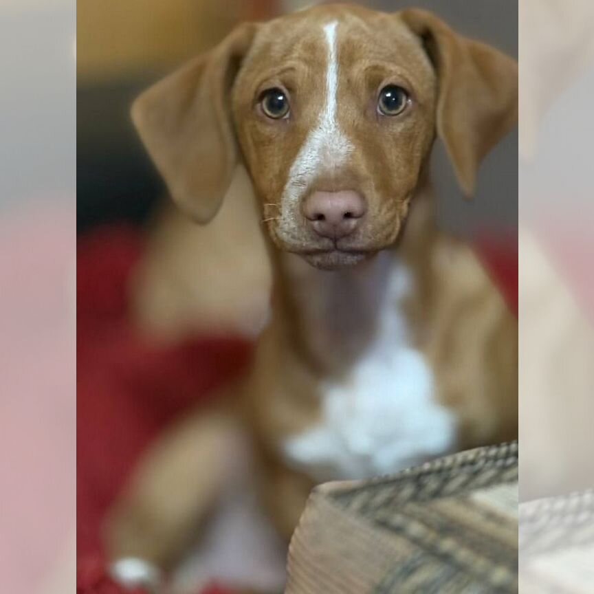 Такса, щенок